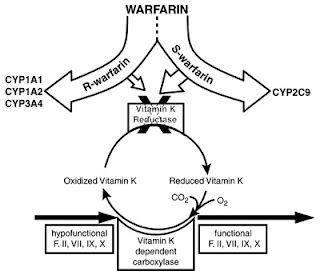 คลินิกวาร์ฟาริน โรงพยาบาลสกลนคร: กลไกการออกฤทธิ์ของยาวาร์ฟาริน