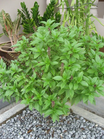 SweetieSaQi: Pokok Daun Selasih or Basil Leaf