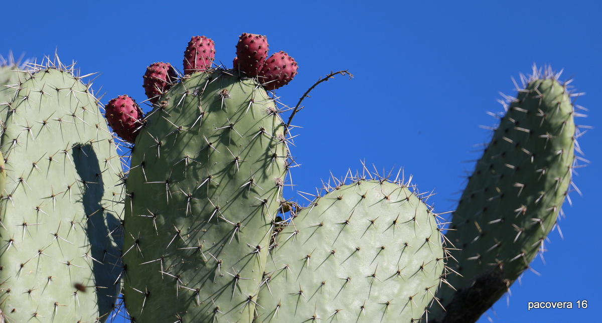 CH´USAY: Opuntia megacantha