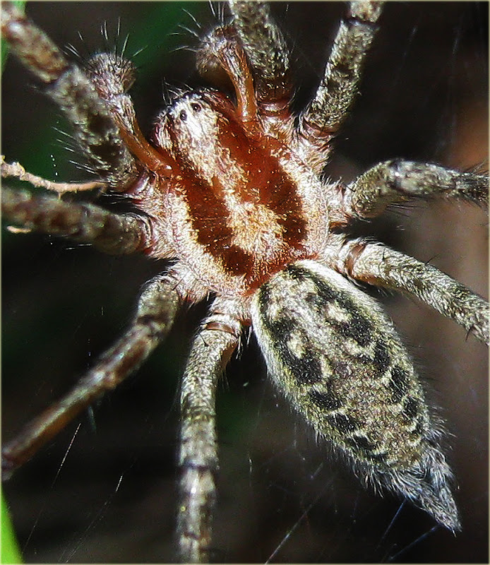 Arachnerds: Arachnids of South Corsica