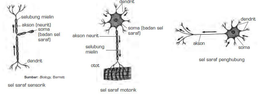 Sistem Saraf Pada Manusia (Sel Saraf, Impuls, Sinapsis, Selaput Mielin ...