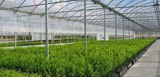 COMO CREAR UN VIVERO: julio 2014