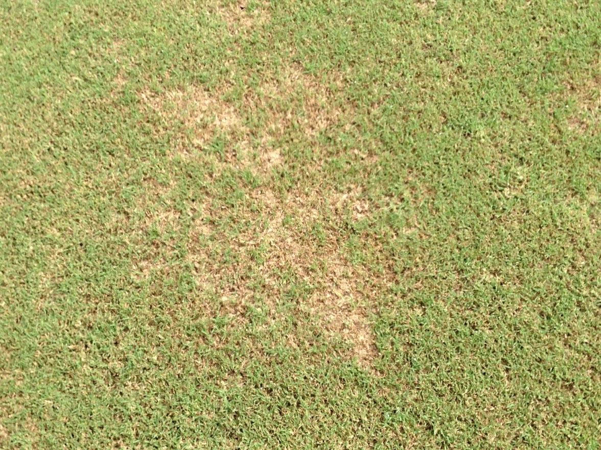 Jupiter Country Club Agronomy: Tropical Signalgrass!!!!!!!!!!!!!!!!