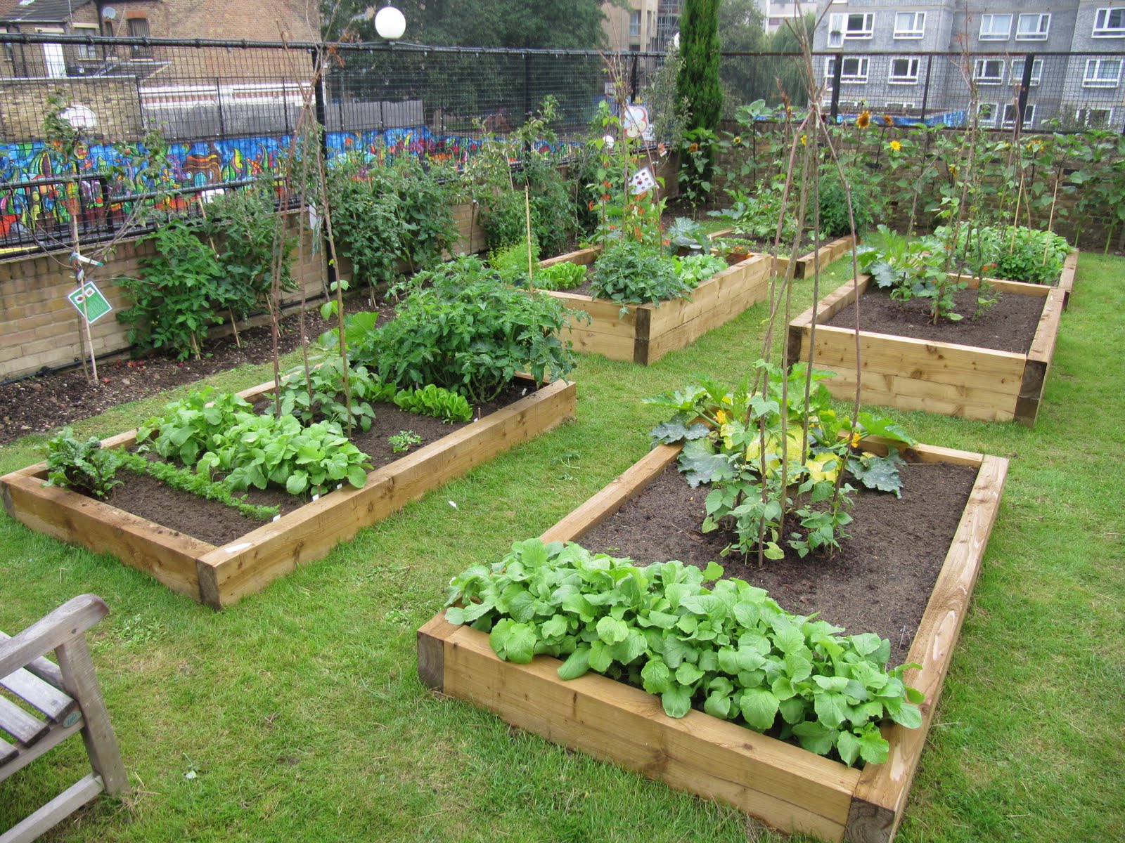 Shan Oakes: school veg patch
