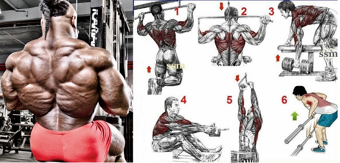 Muscle Exercises: Best Back Muscle Exercises