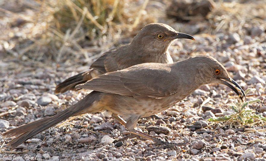 Faranuf From The Madding Crowd: Adventures Living In The Chiricahua ...