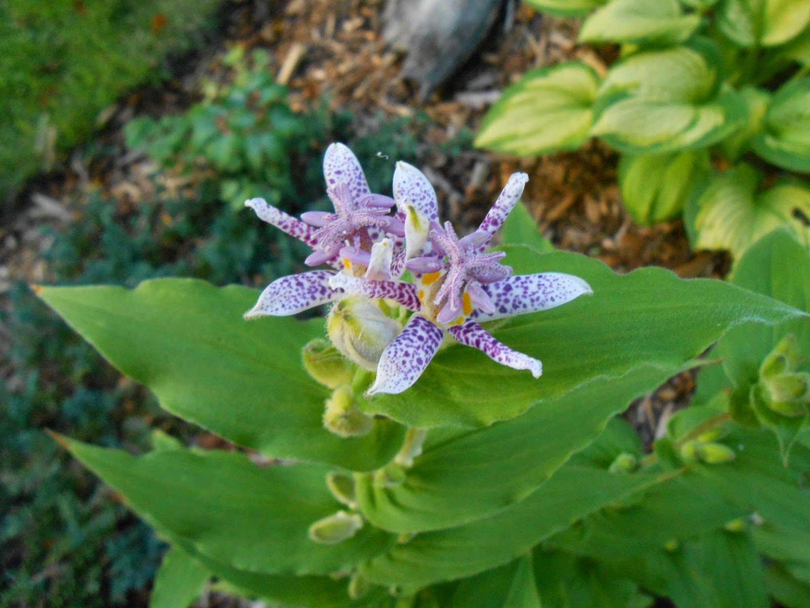 Sproutsandstuff: Tricyrtis Hirta-A Fall Blooming Shade Plant