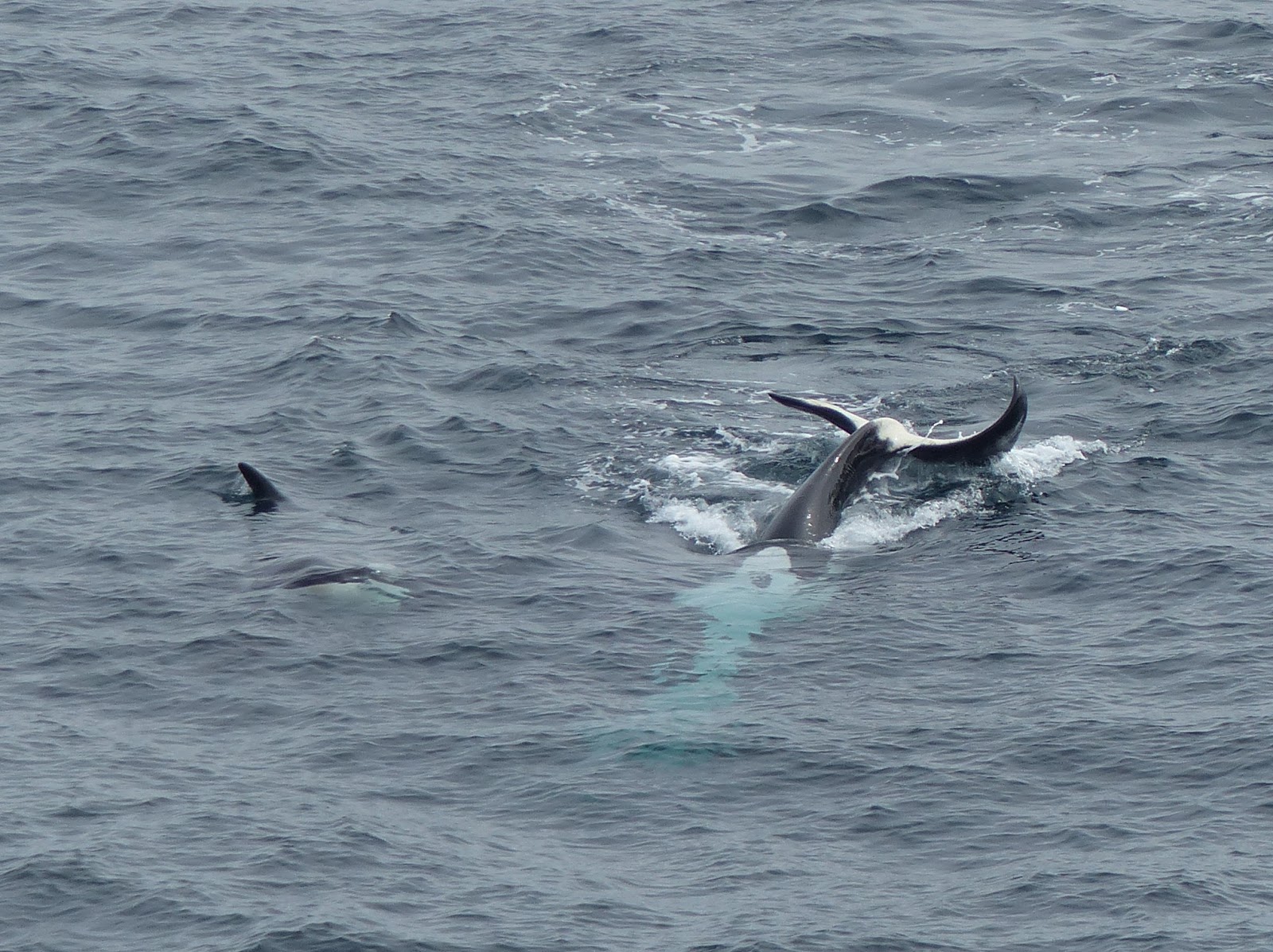 A Field Notebook: Orca!