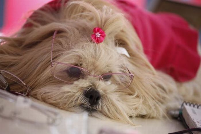 Perro Estudiando - Imagenes de Animales Graciosos, Videos y Fotos de ...