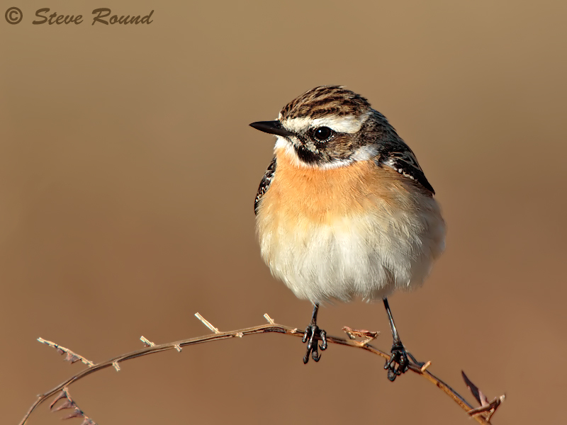 Steve Round Wildlife Photography: Whinchat