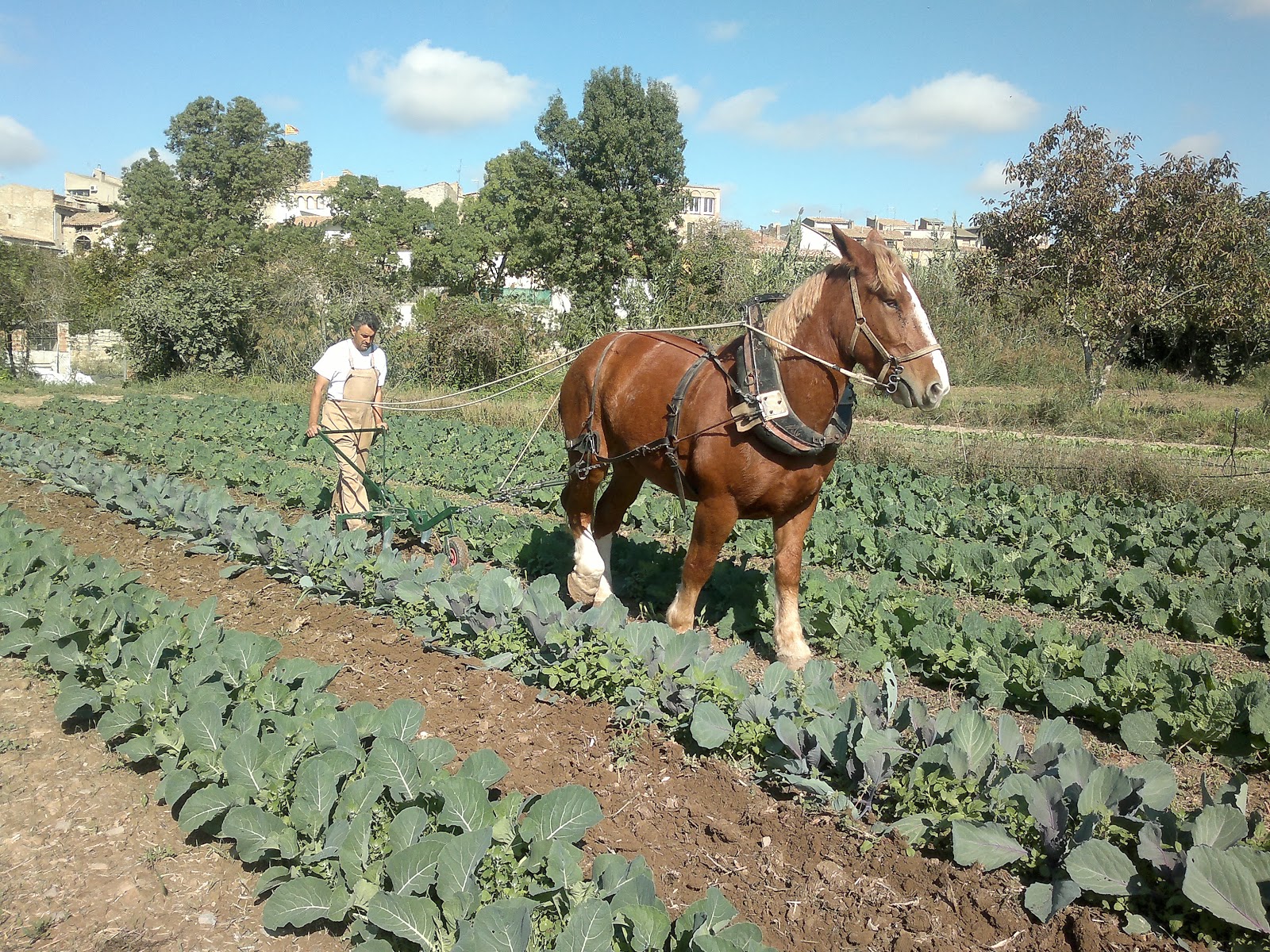 ABRIOS Tracción Animal: JORNADAS INICIACION AGRICOLA CON TRACCION ANIMAL