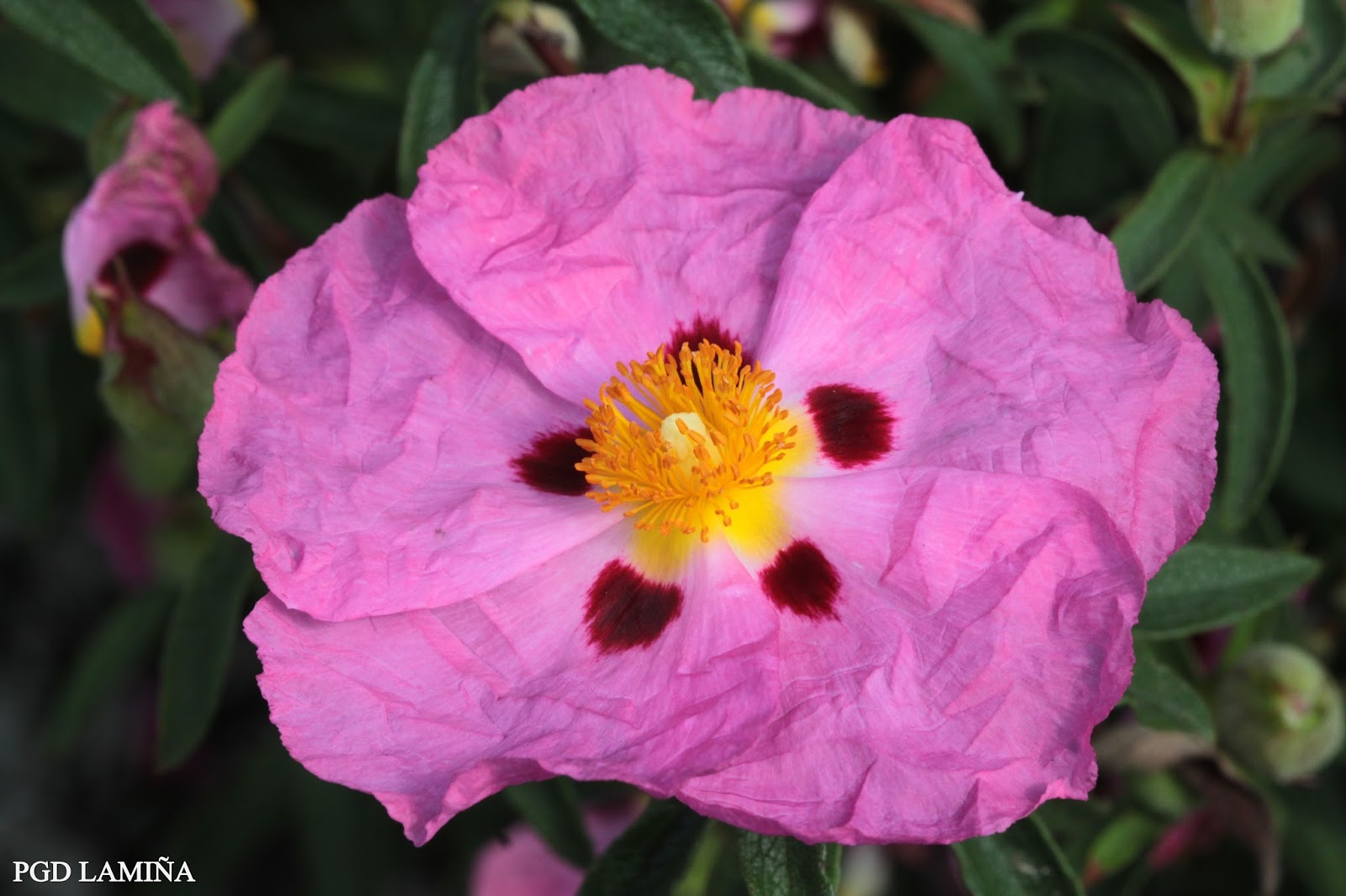 CISTUS LADANIFER. Var. CISTUS CRETICUS. jara rosa.
