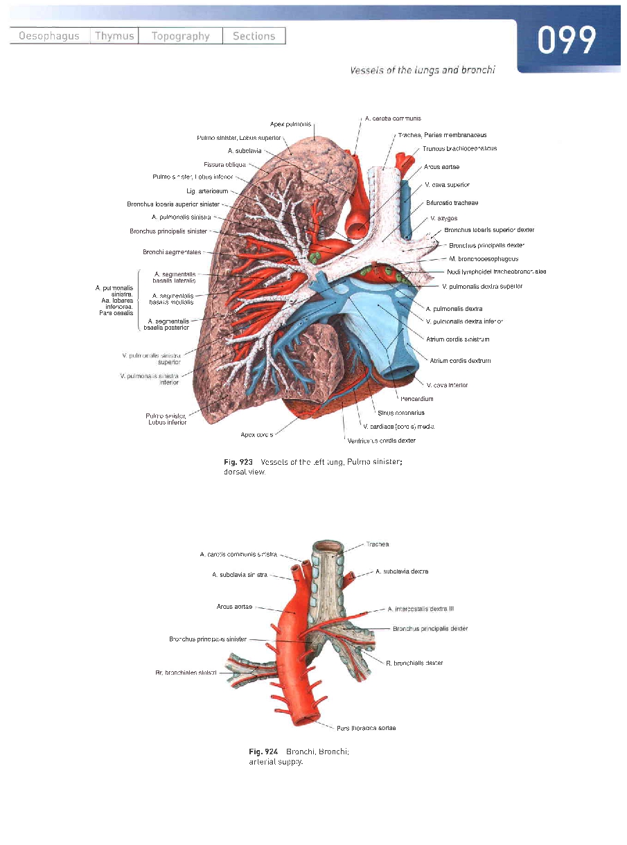 Anatomi Sobotta 2 | BlogK Putih