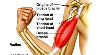 Rotator Cuff and Biceps Tenodesis Surgery and Rehab: Injury and Diagnosis