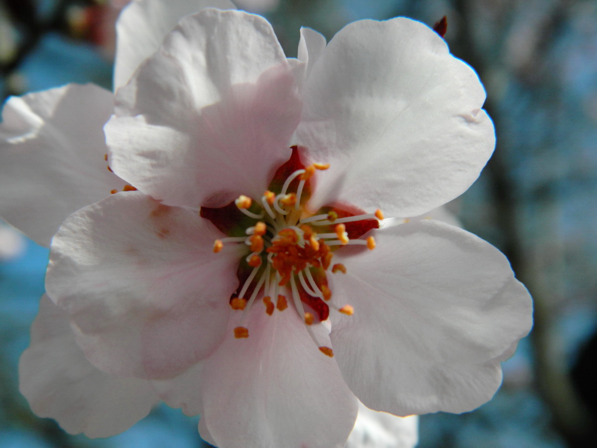 LA MULTI ANI, ROMANIA!: Flori de migdal