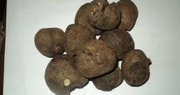 TOZALI: Wonders of Wonderful Kola