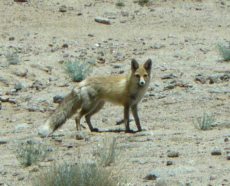 Just About Everything: Animals of Ladakh, India