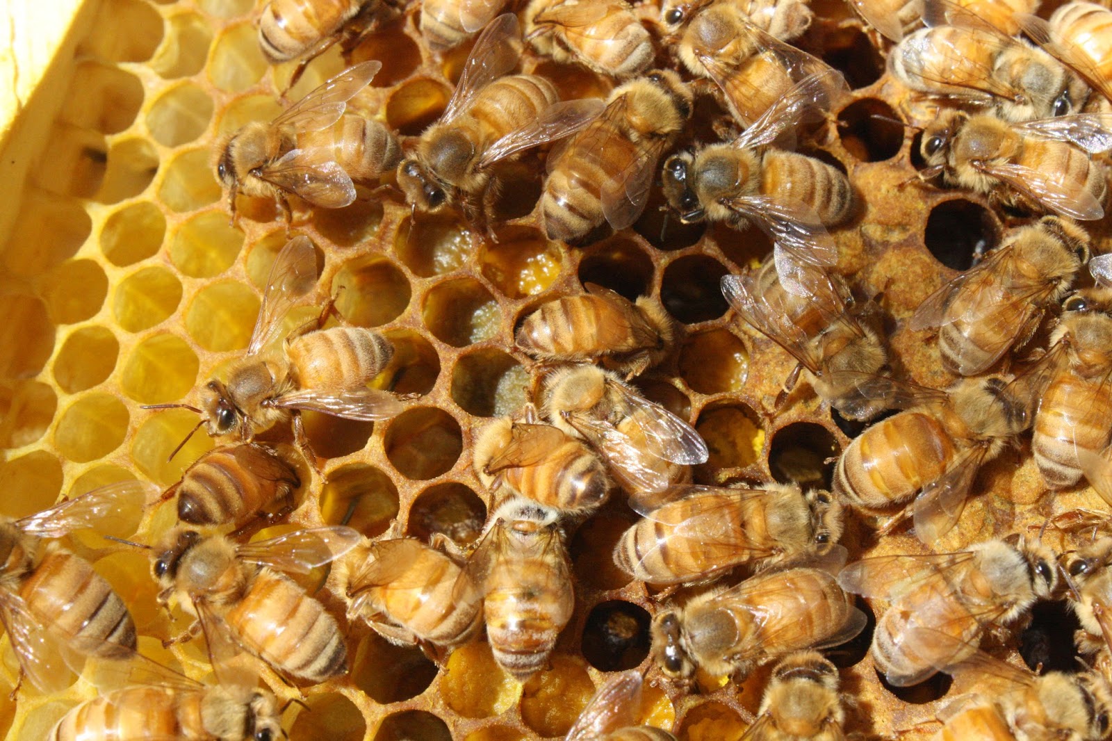 Little Wife On the Prairie: How many bees does it take to change a ...