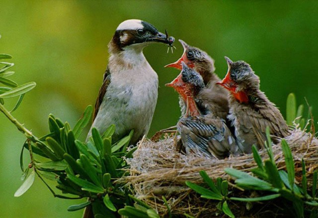 Pássaros Lindos (Mundo Animal) ~ Imagens em Vídeo