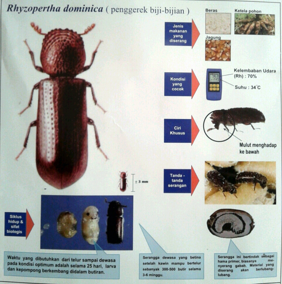 Jenis-jenis Hama Gudang Beras ~ blog sukasuka