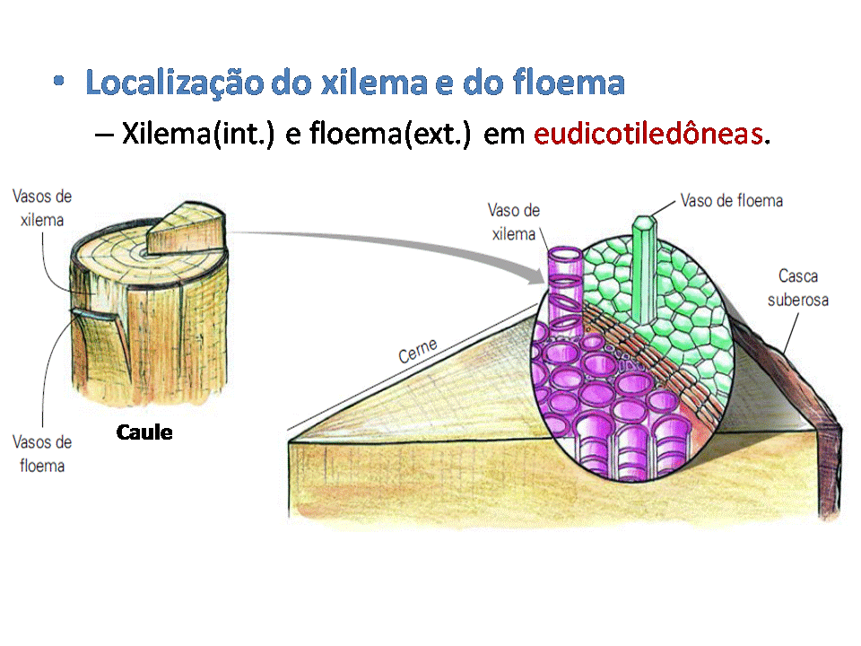 Biologia: Tecidos vegetais - xilema