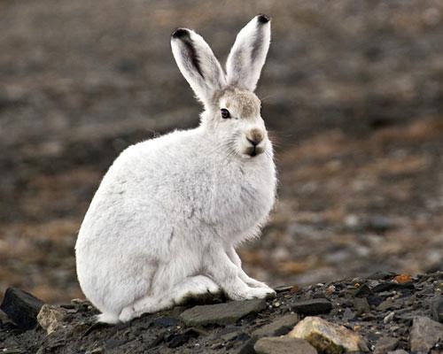 Animales del Artico # 1