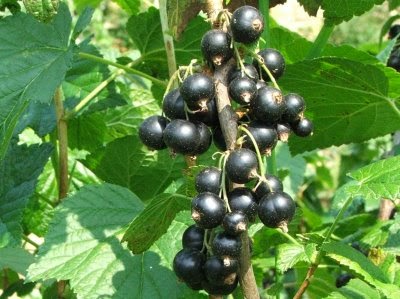 EL GROSELLERO NEGRO: ANTIALÉRGICO Y ANTIINFLAMATORIO NATURAL