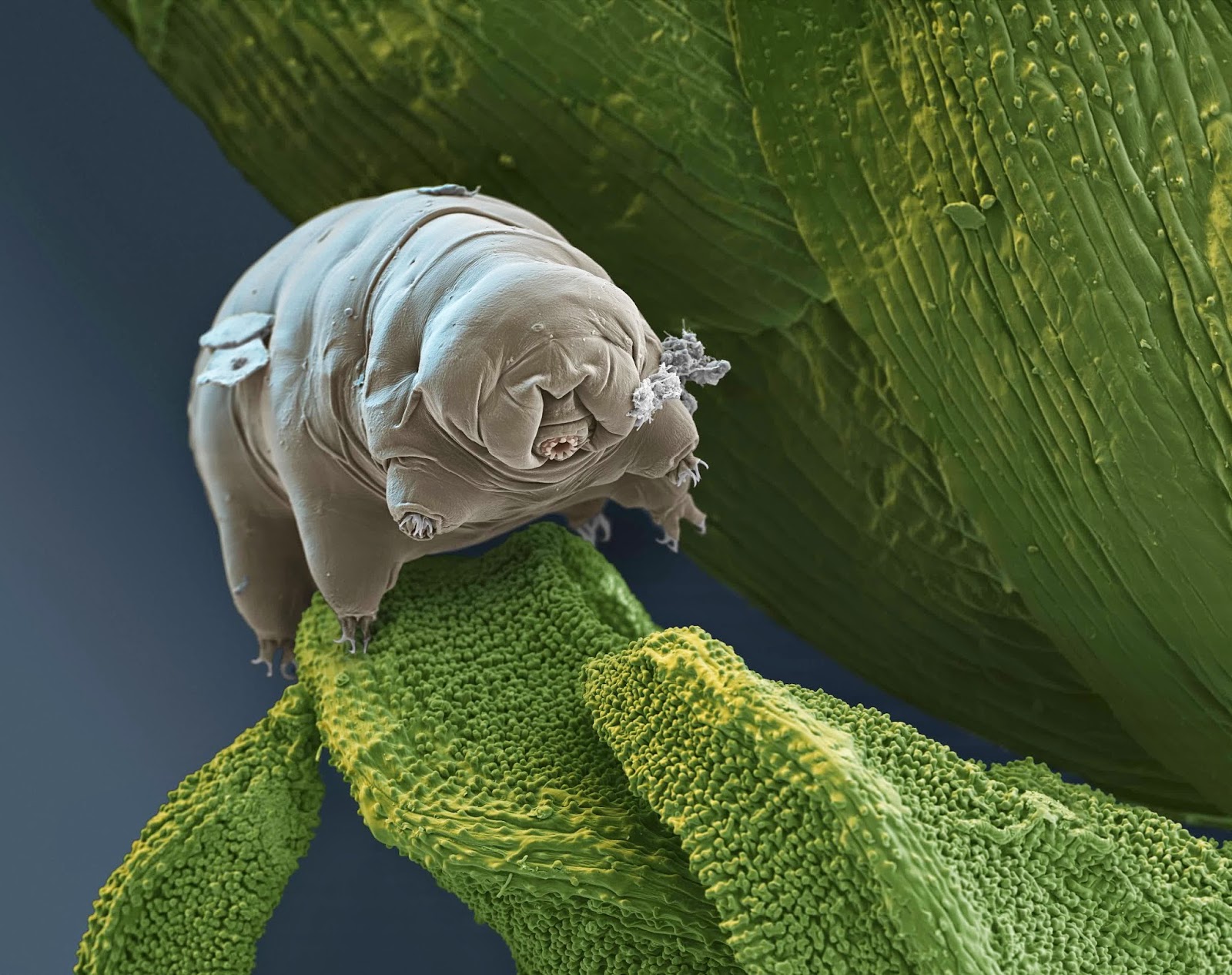 AudiePedia: Tardigrandes, The Indestructable Water Bear