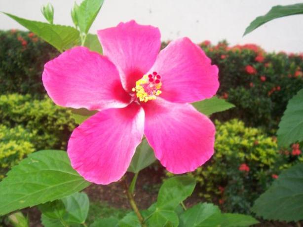 Gumamela Flower ( Hibiscus )