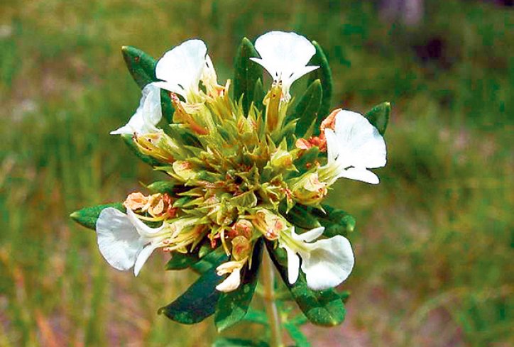 TRAVA IVA: Ne postoji bolest koju ova biljka neće izliječiti ...