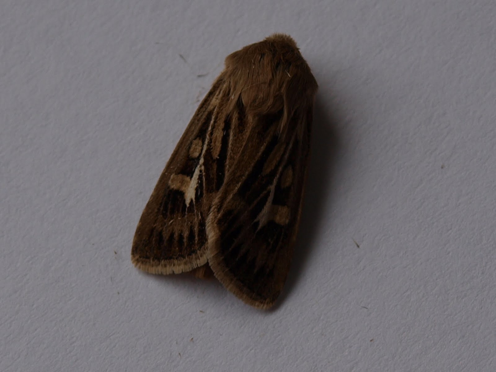 Ragged Robin's Nature Notes: More New Moth Species