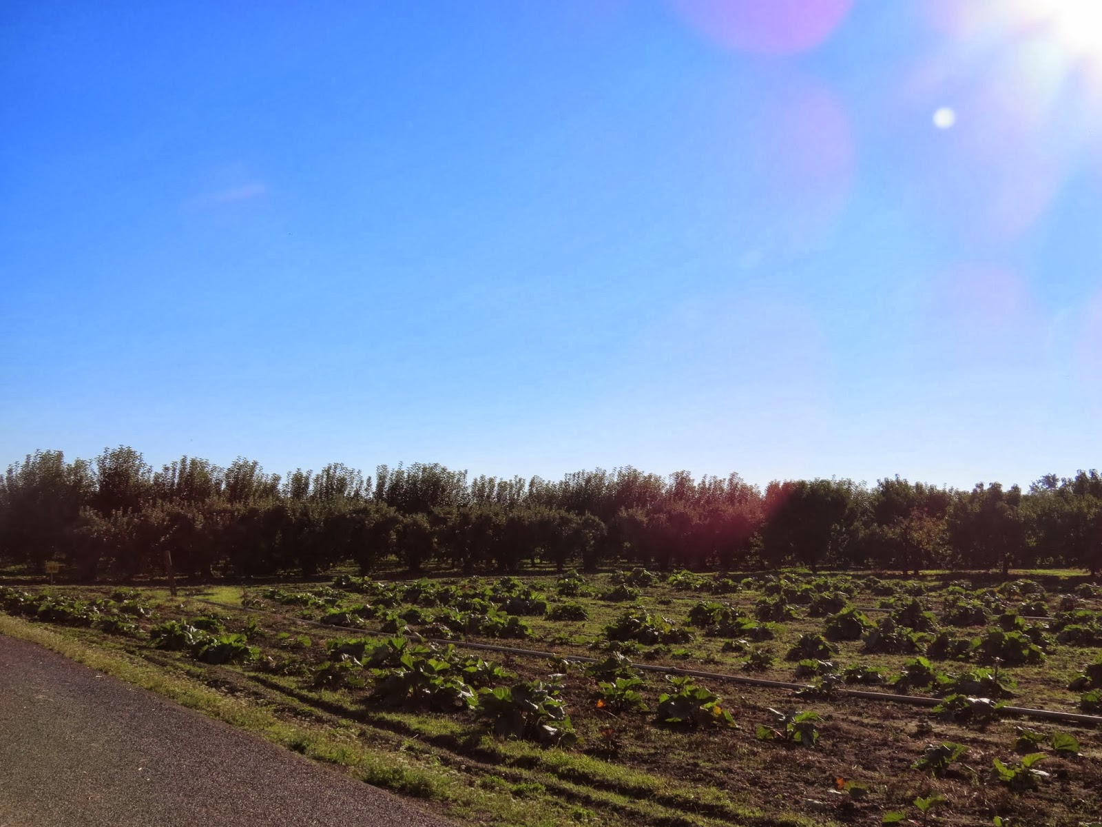 Photos by Jan: A Trip to Detering Orchards; in Harrisburg, Oregon