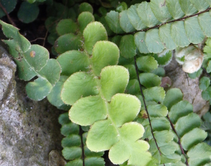 Doradilla (Ceterach officinarum o Asplenium ceterach)