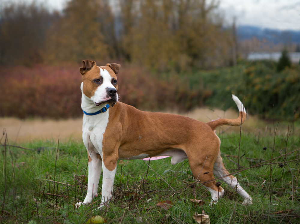 Brown Pitbull Boxer Mix