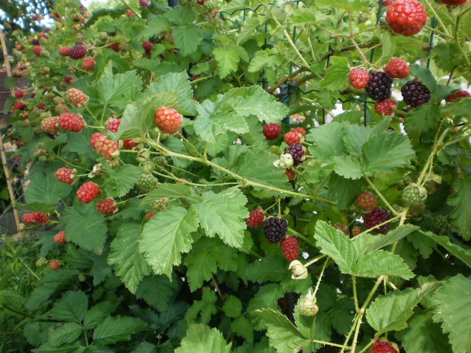 Quando a vida nos dá....