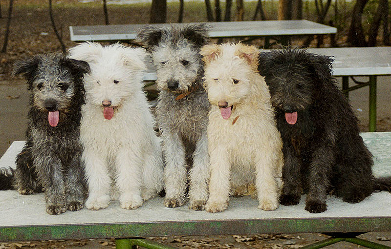 Fad to the Bone: AKC names Hungarian Pumi as 190th purebred dog breed