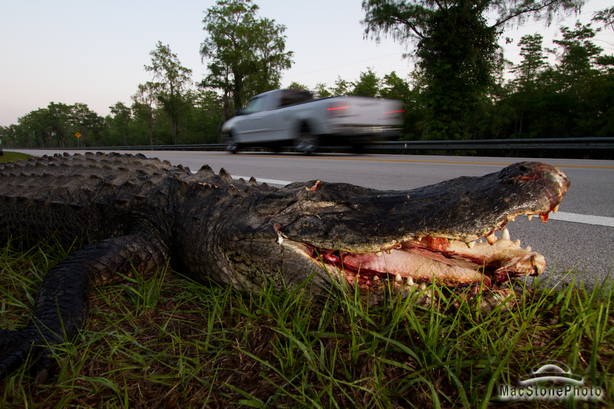 Mac Stone Photography Blog: A Gator Tale