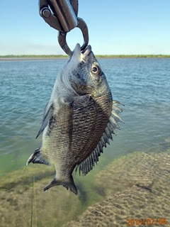 SECRET BARRAMUNDI by Hiro Nakamura: Many Pikey Breams in Darwin in July