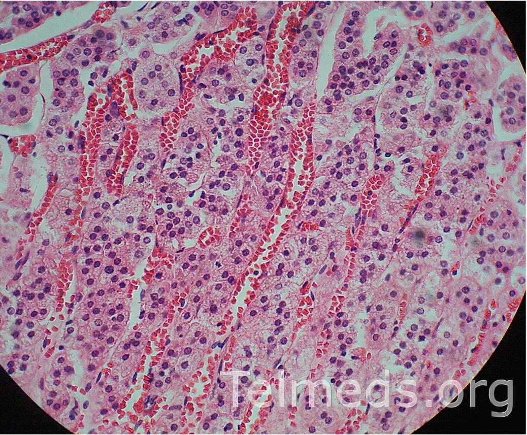 Fisiología de Omar Báez: Distancia entre capilar y células