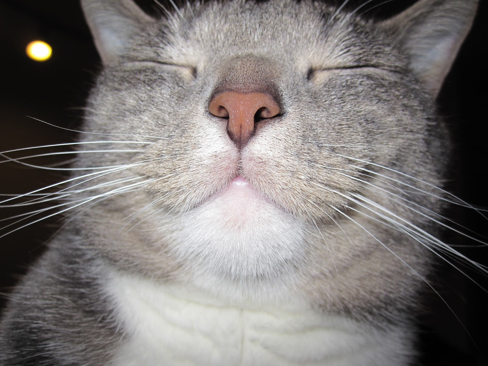 I Love Silver Meow Meow Cat 小花貓: Big Smile!