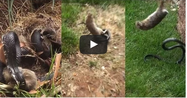 Fun N Fun: RABBIT VS SNAKE. VIDEO OF A RABIT FIGHT WITH SNAKE TO SAVE ...