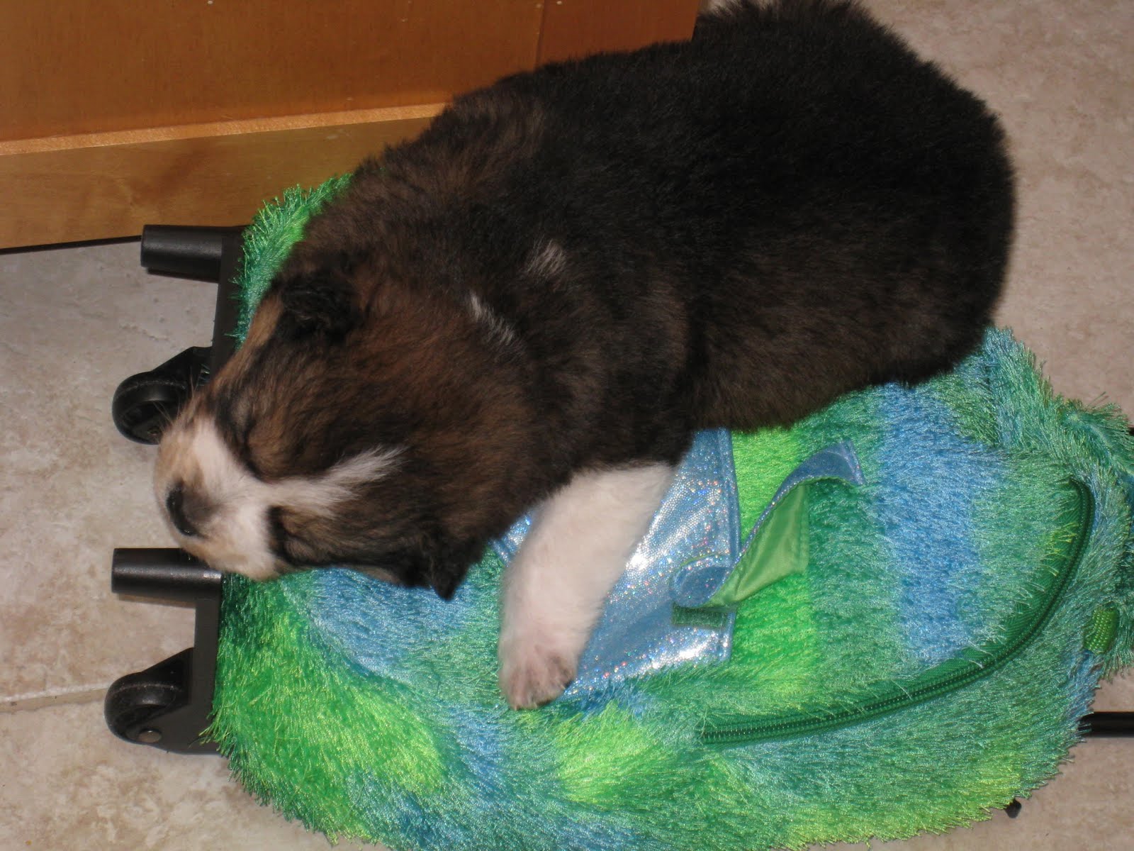 Red Lake Rosie's Rescue: Beware of fat fluff with fierce face