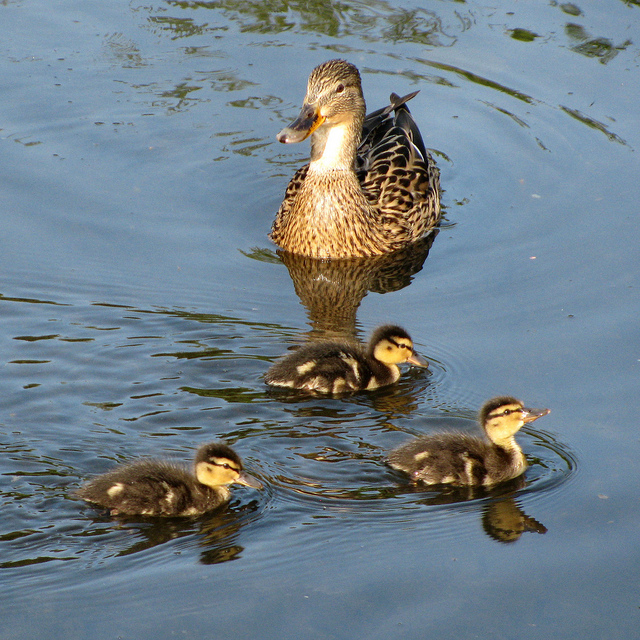 The Ducklings of Spring | The Ark In Space
