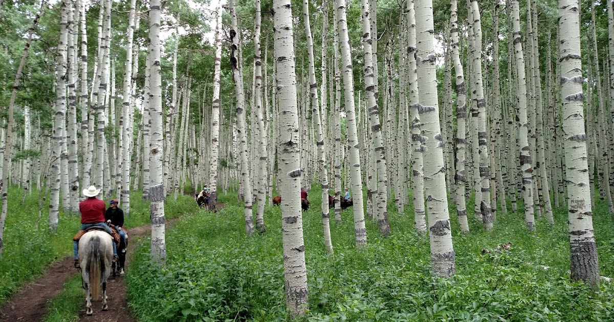 Dream Packer Trail Adventures: Bench Creek, Woodland, Utah