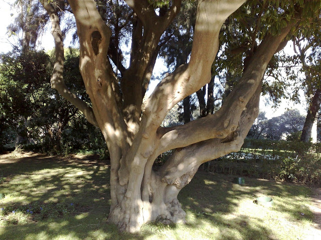 Árboles con alma: Cóculo. Cocul. (Cocculus laurifolius)