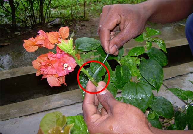 Cara Menyetek Tanaman Bunga Kertas Untuk Pemula