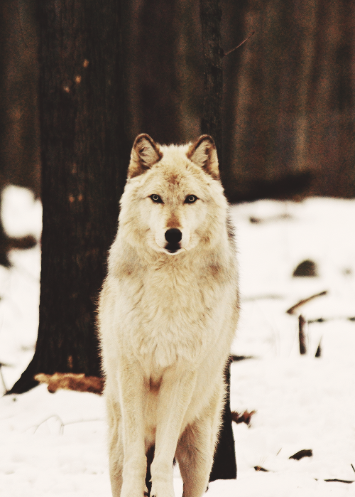 Lobos tumblr - Imagui