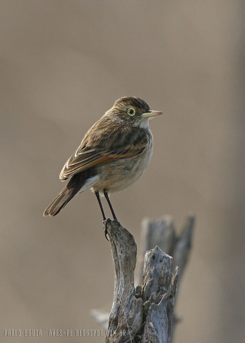 mis fotos de aves: Hymenops perspicillatus Pico de Plata Spectacled Tyrant