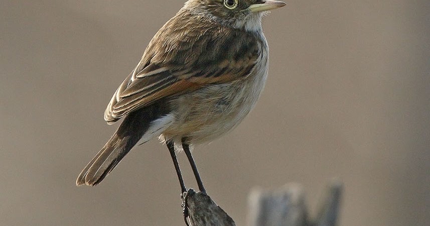 mis fotos de aves: Hymenops perspicillatus Pico de Plata Spectacled Tyrant