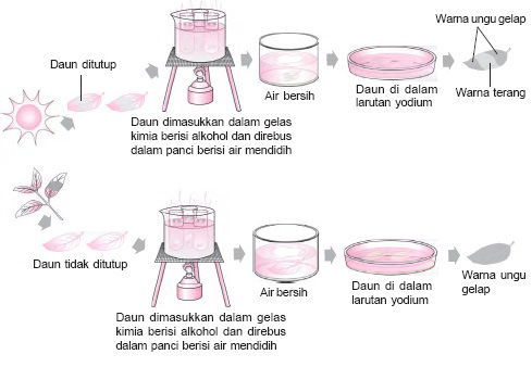 Percobaan Fotosintesis (Sachs, Engelmann, Ingenhouz) - Cerdas Biologi